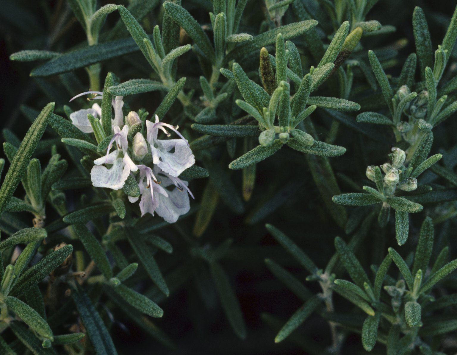 Shakespeare and the Elizabethan Garden