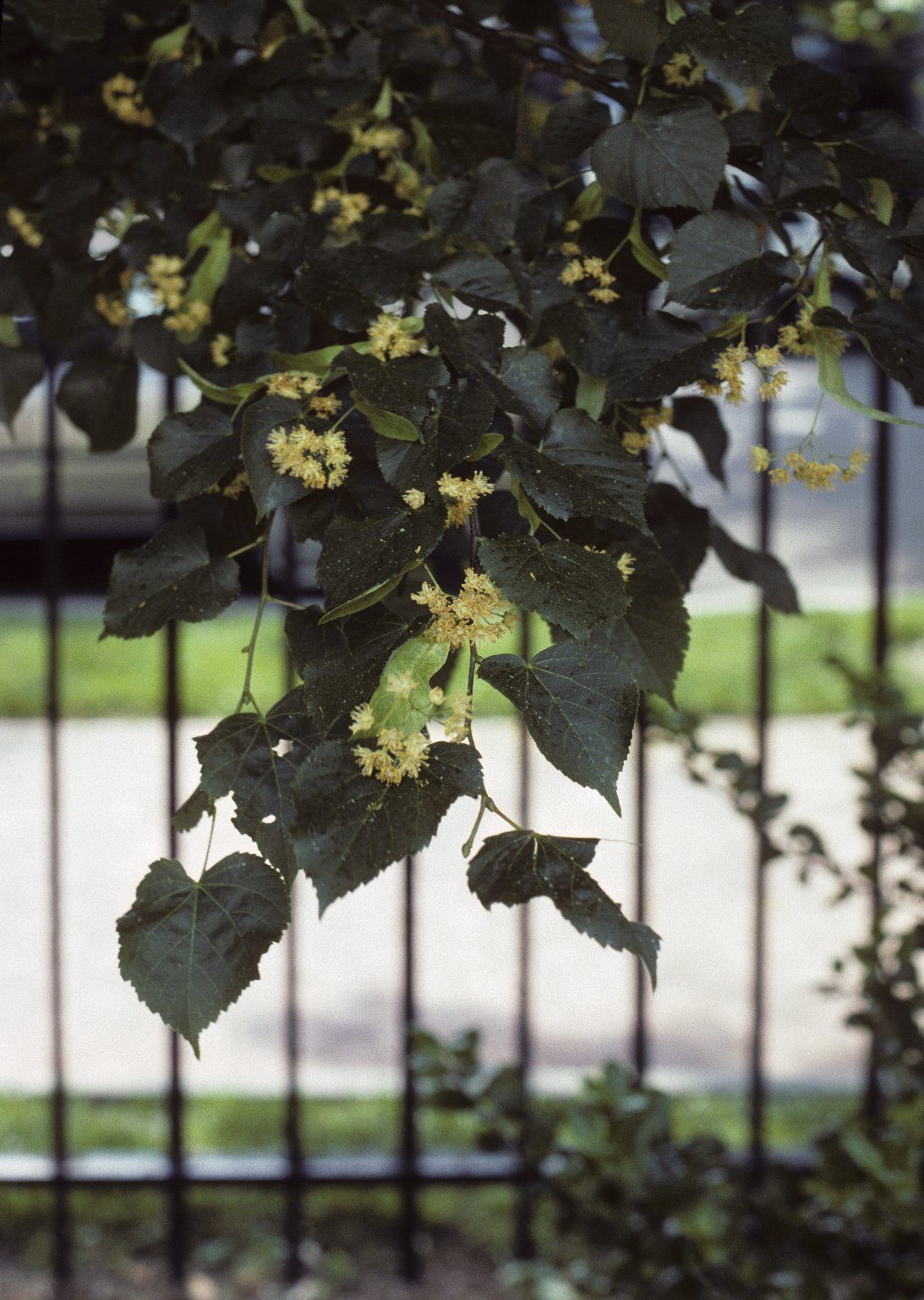 Linden | Folger Shakespeare Library