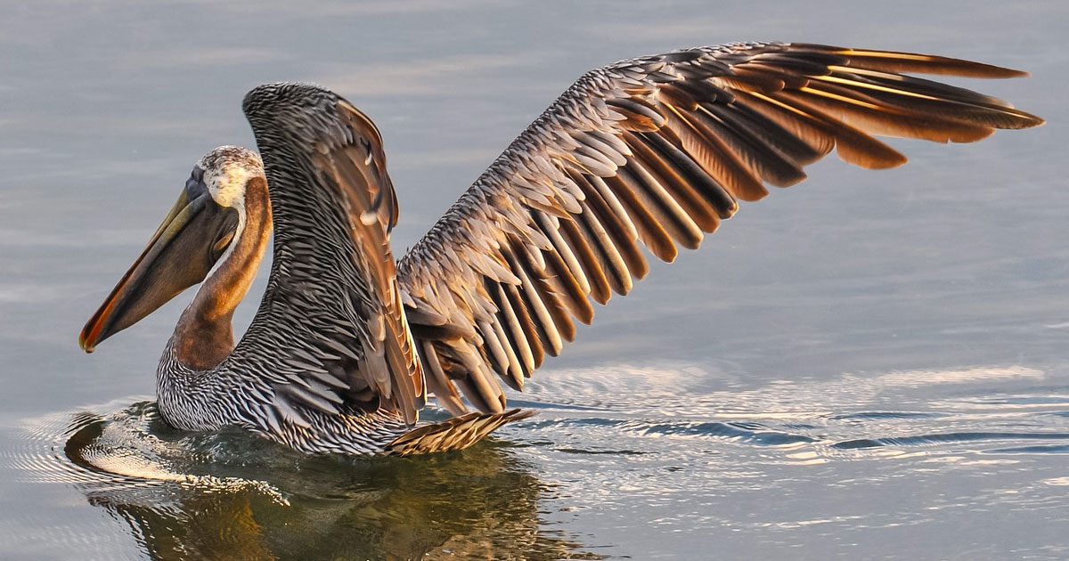 Pelican-FB | Folger Shakespeare Library