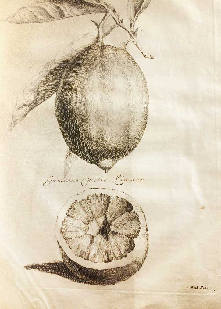 Etching of a lemon | Folger Shakespeare Library
